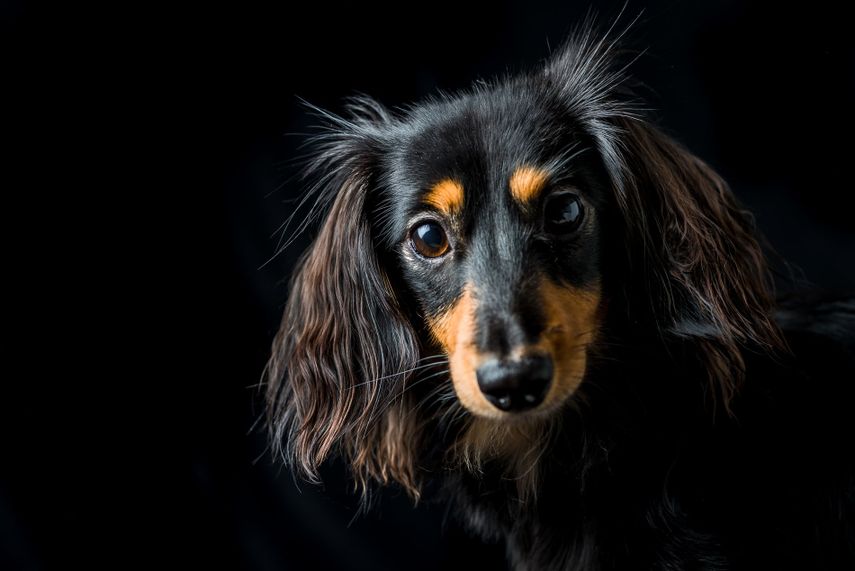 37 Precious Puppy Photos