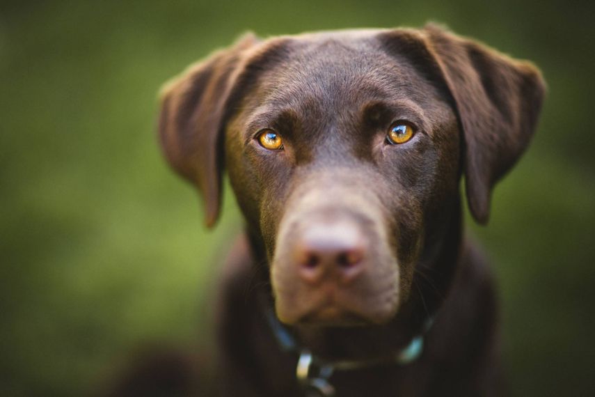 29 Images That Superbly Demonstrate the Beauty of Minimal Depth of Field