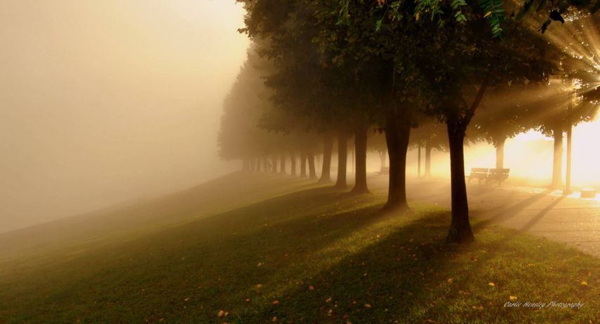 "I Must Go In - The Fog is Rising." 35 Fog Photos Ignite Your Imagination