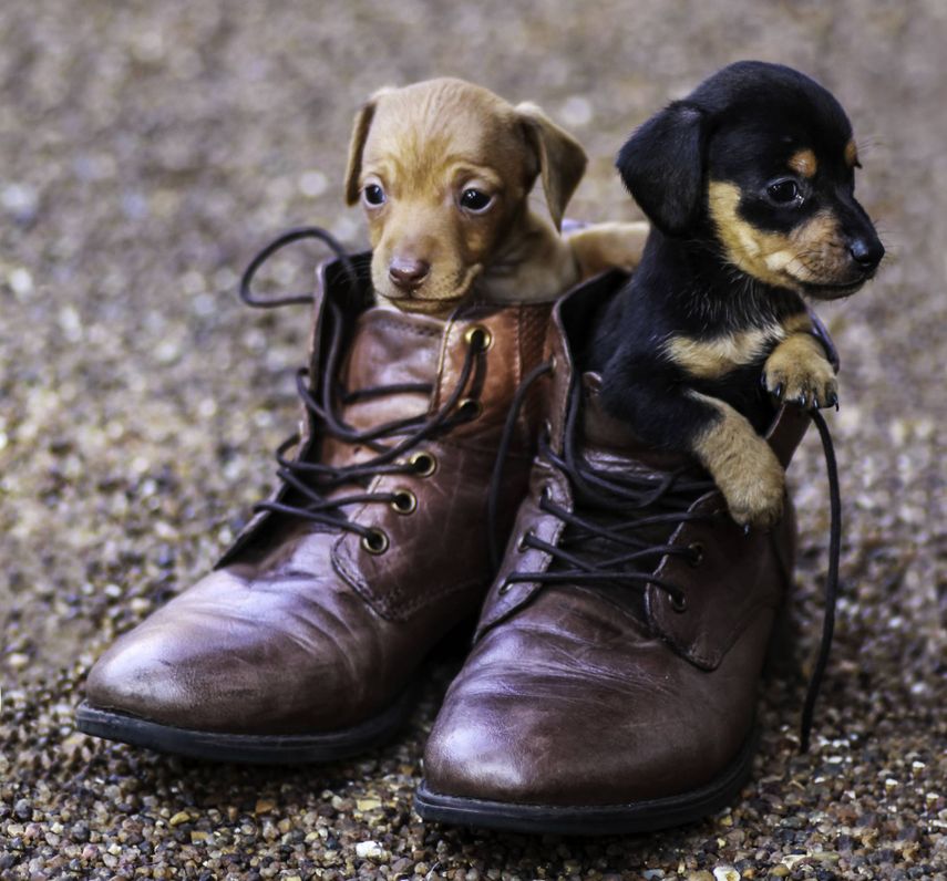 37 Precious Puppy Photos