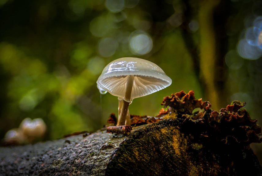 23 Images Displaying A Magical Characteristic of Optics that You Should ...