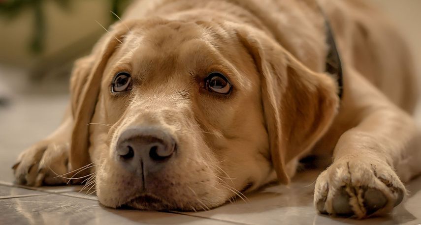 37 Precious Puppy Photos