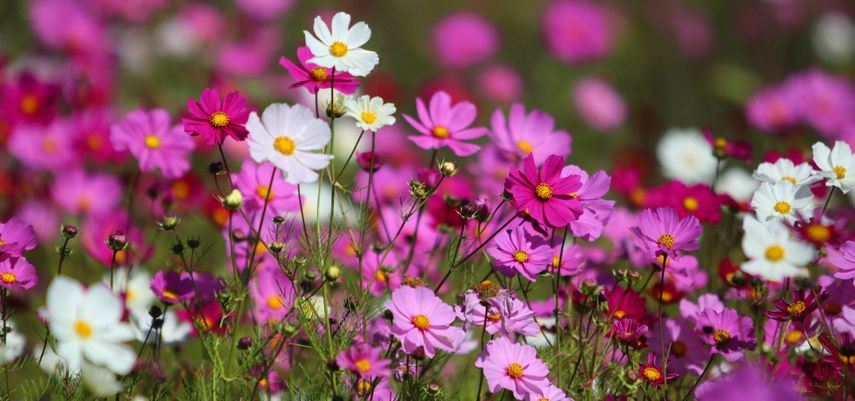 33 Of The Very Best Photos of "Spring" That You Will Ever See