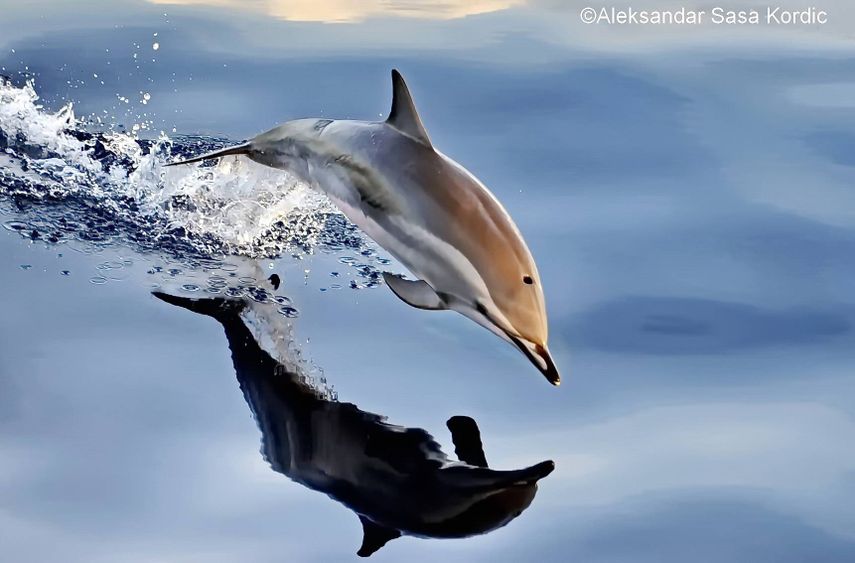 31 Flying Objects Captured