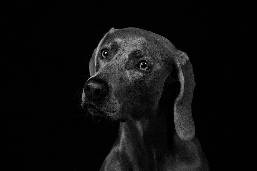 37 Precious Puppy Photos