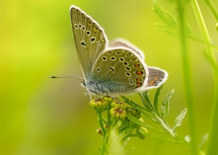29 Images That Superbly Demonstrate the Beauty of Minimal Depth of Field