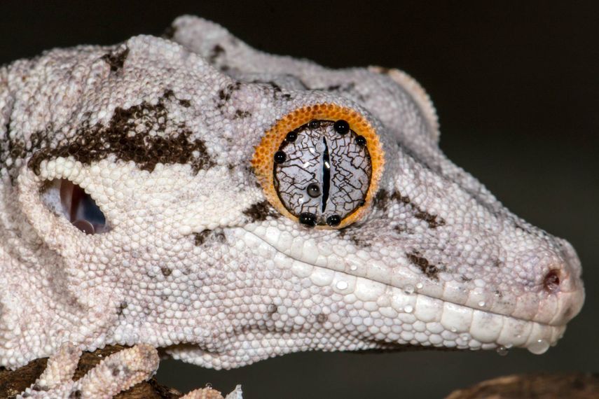 43 Cute Adorable Squishy Creatures