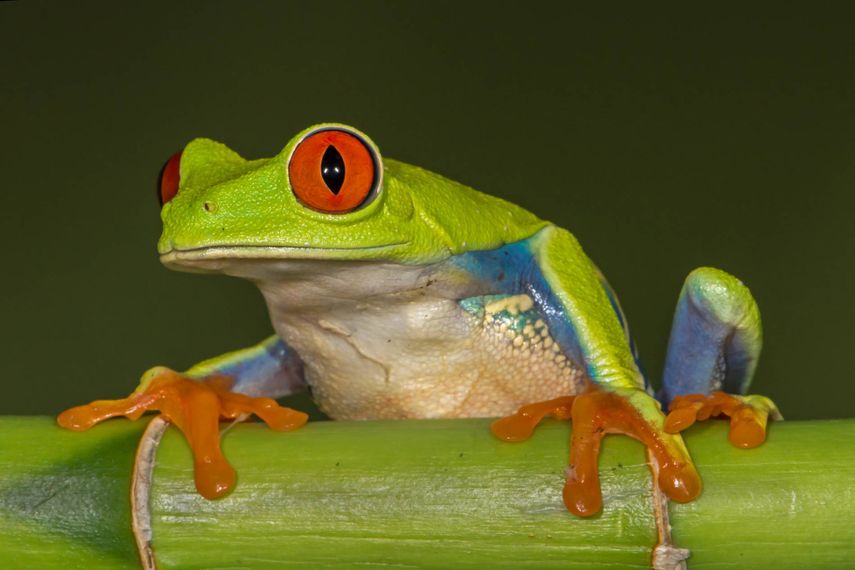 43 Cute Adorable Squishy Creatures