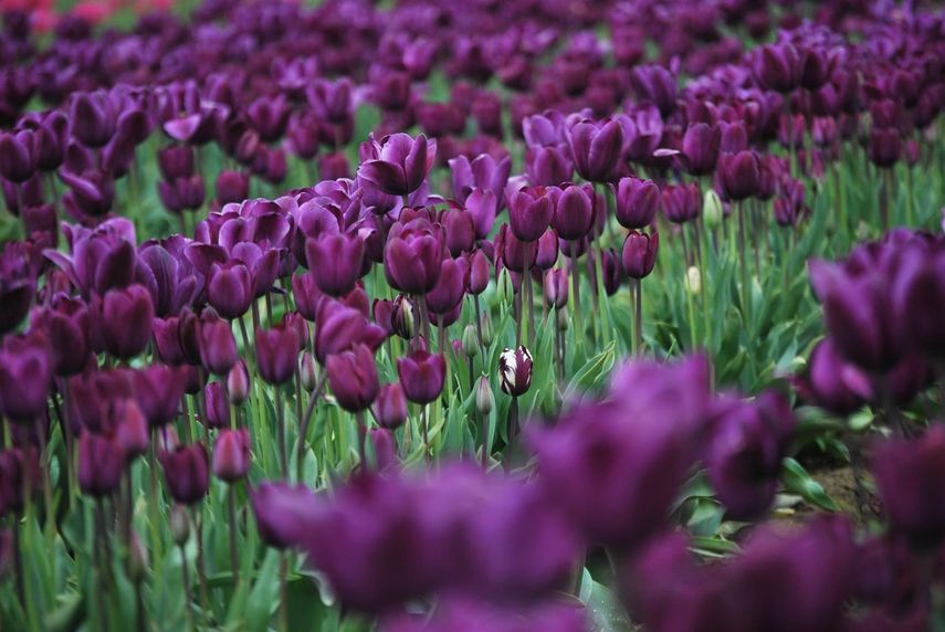 15 Photographs that Tell us Why Purple is the Color of Kings & Queens