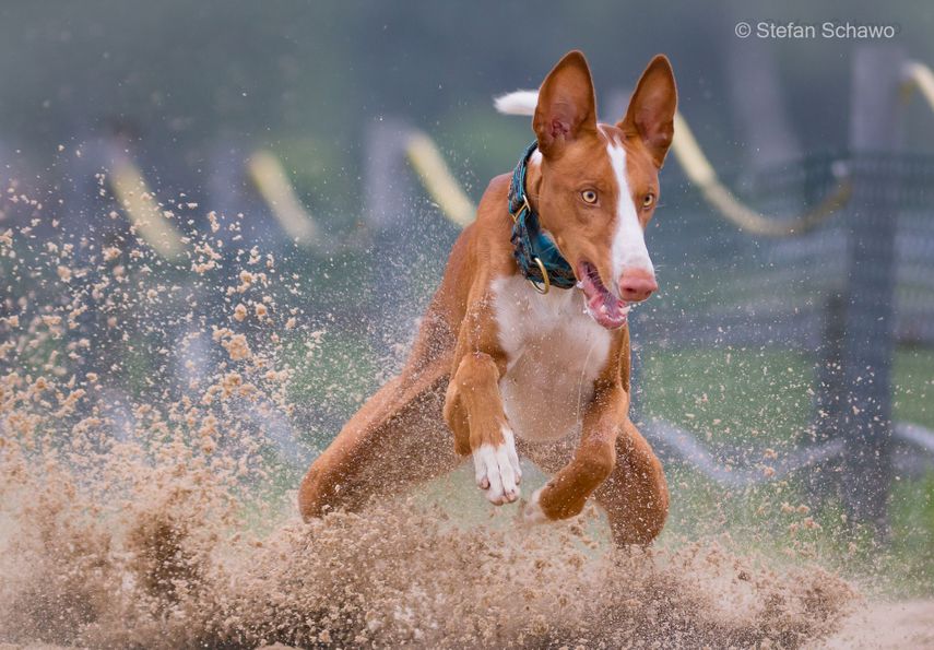 37 Precious Puppy Photos