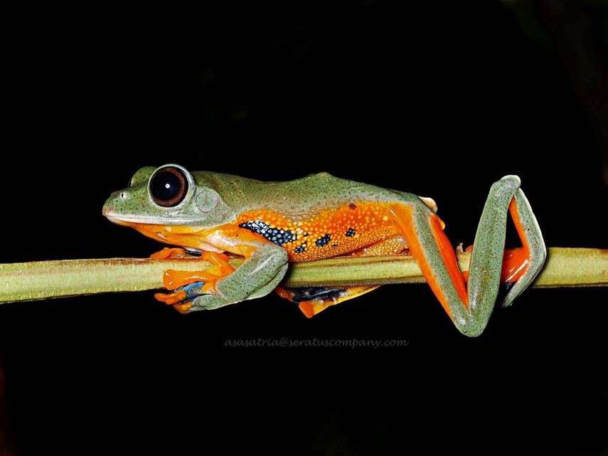 43 Cute Adorable Squishy Creatures