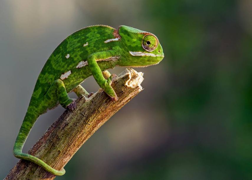 43 Cute Adorable Squishy Creatures