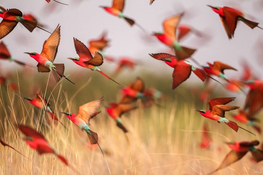 33 Photos That Show There Is Beauty In Overwhelming Numbers