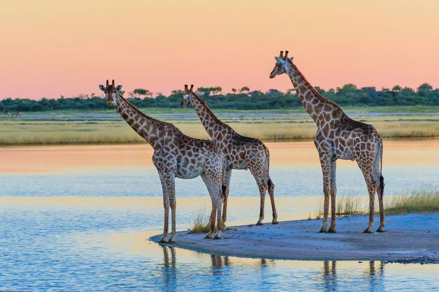 35 Photographs that Perfectly Exploit "The Rule of Odds"