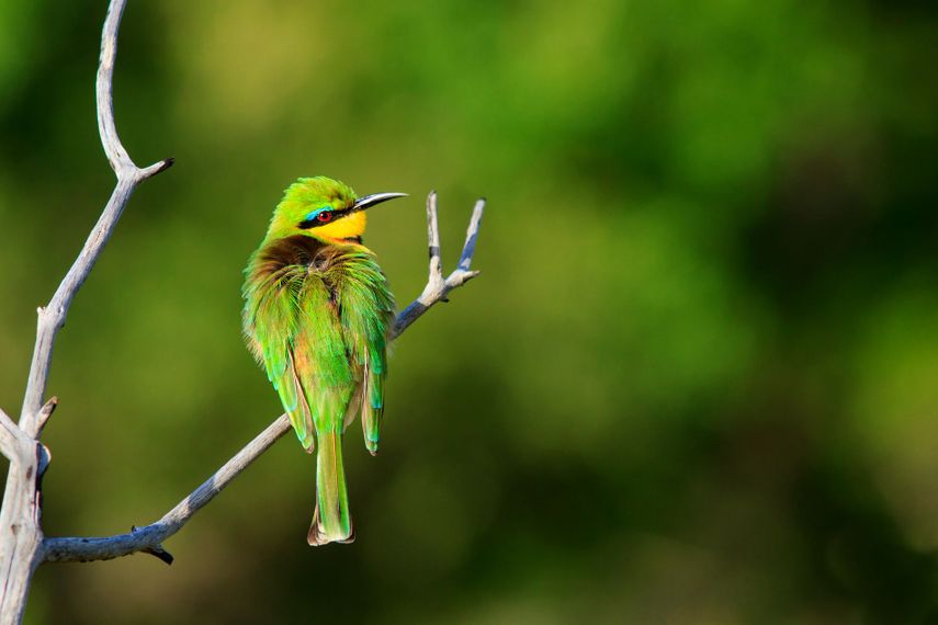 29 Images That Superbly Demonstrate the Beauty of Minimal Depth of Field