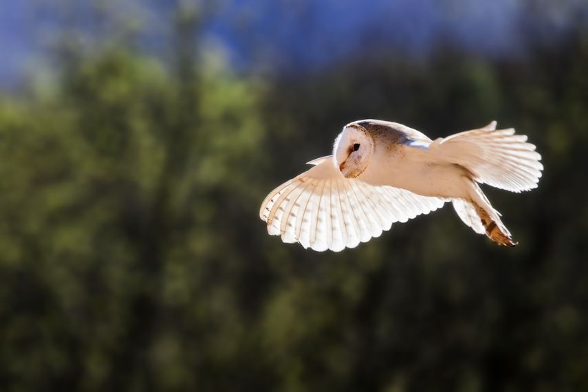 42 Amazing Birds in Feathery Flight, Wings Spread
