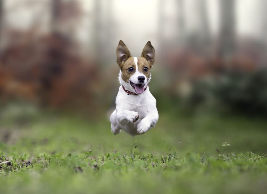 37 Precious Puppy Photos