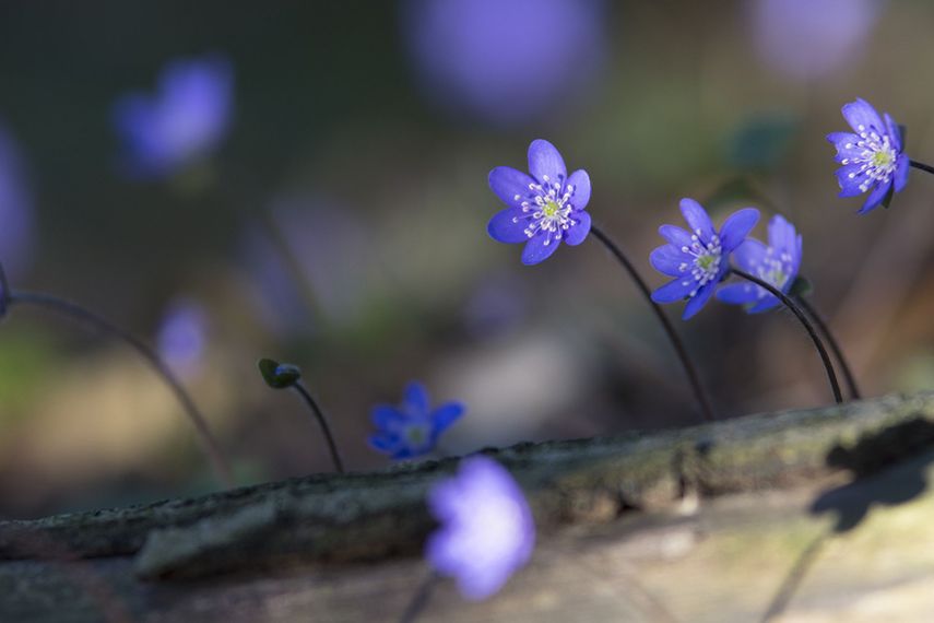 29 Images That Superbly Demonstrate the Beauty of Minimal Depth of Field