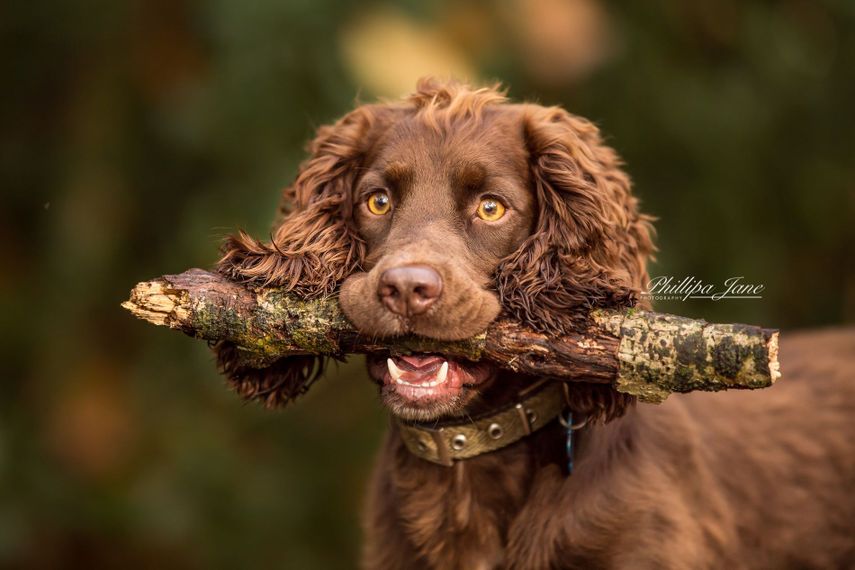 37 Precious Puppy Photos