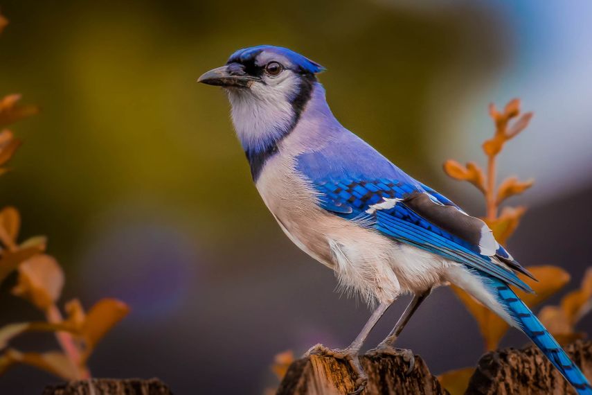 44 Color Schemes Created By Nature