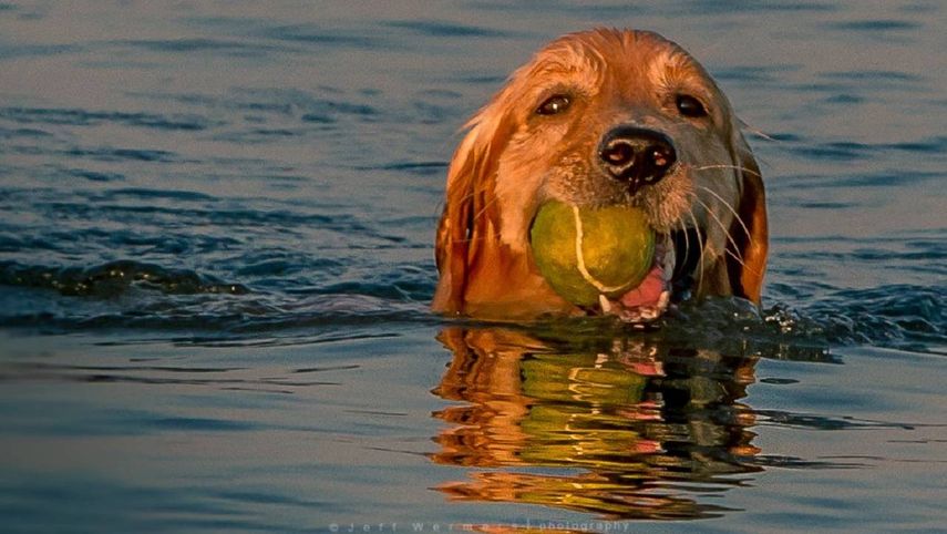 37 Precious Puppy Photos