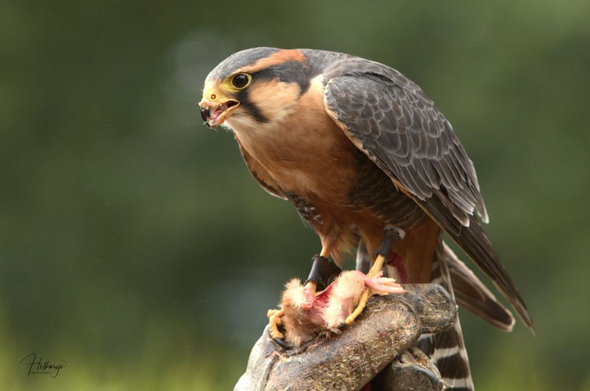 29 Images That Superbly Demonstrate the Beauty of Minimal Depth of Field