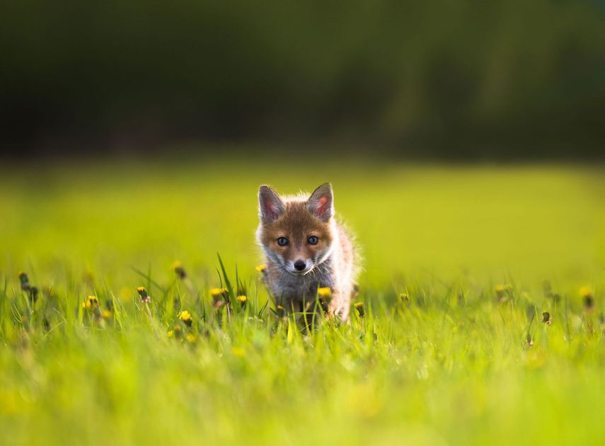 29 Images That Superbly Demonstrate the Beauty of Minimal Depth of Field