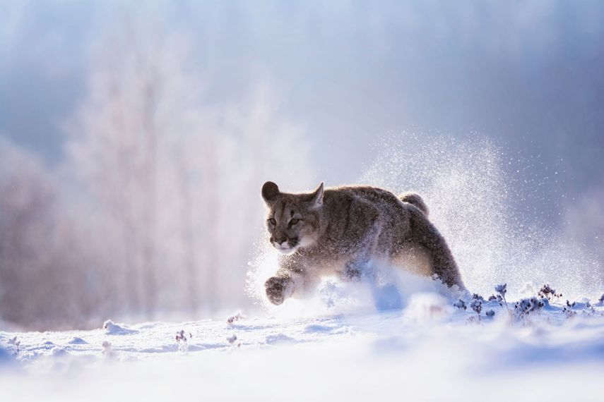 29 Images That Superbly Demonstrate the Beauty of Minimal Depth of Field