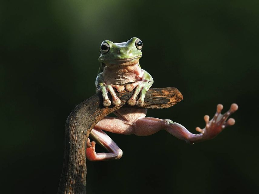 43 Cute Adorable Squishy Creatures