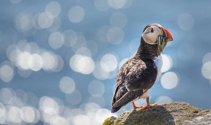 28 Photographs that Highlight that Magical Element Called- "BOKEH"