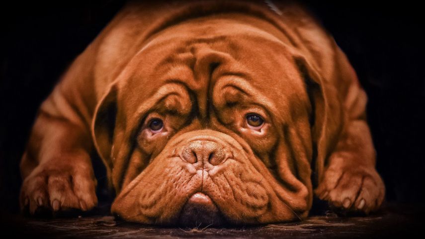 37 Precious Puppy Photos