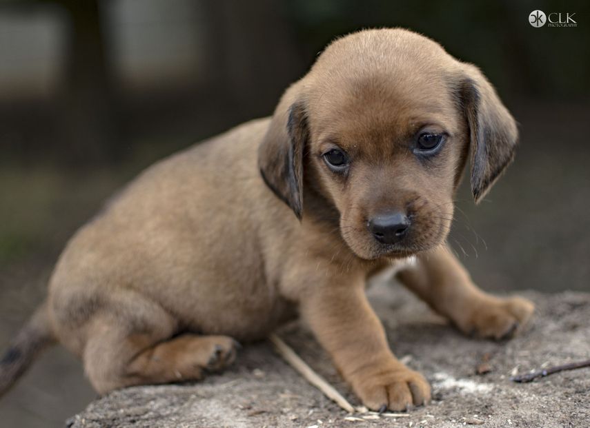 37 Precious Puppy Photos