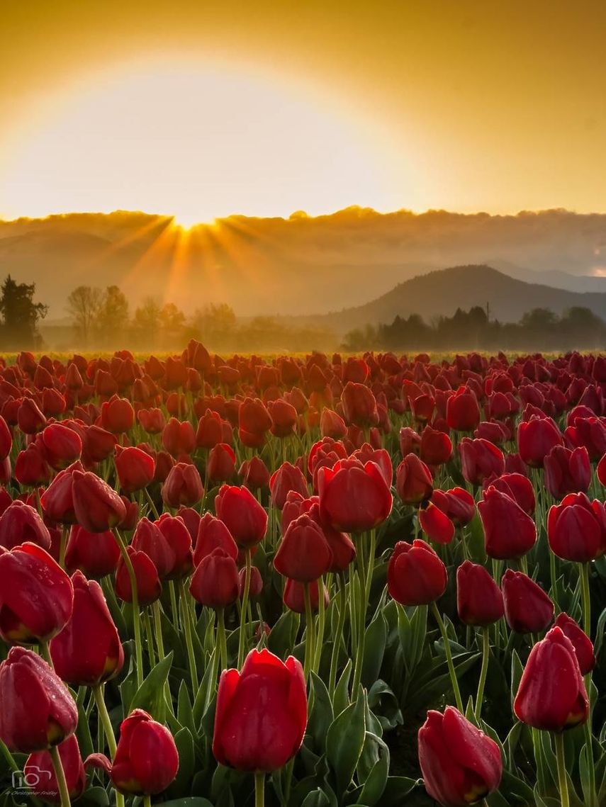 33 Of The Very Best Photos of "Spring" That You Will Ever See