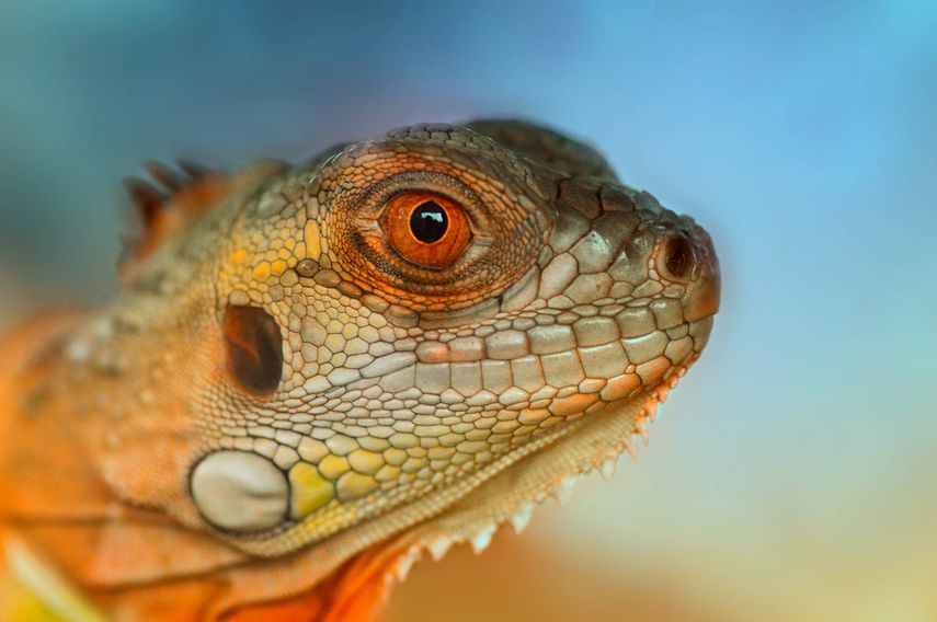 43 Cute Adorable Squishy Creatures