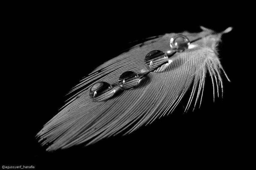 42 Mindblowing Monochrome Macro Shots That Will Have You Wondering ...