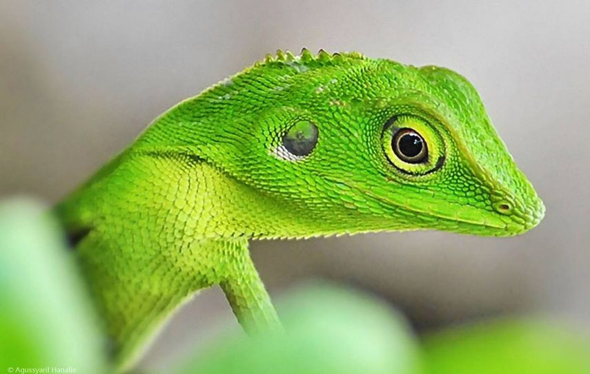 43 Cute Adorable Squishy Creatures