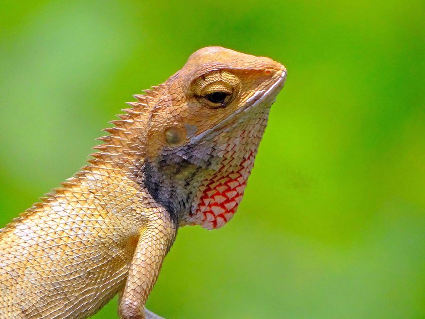 43 Cute Adorable Squishy Creatures