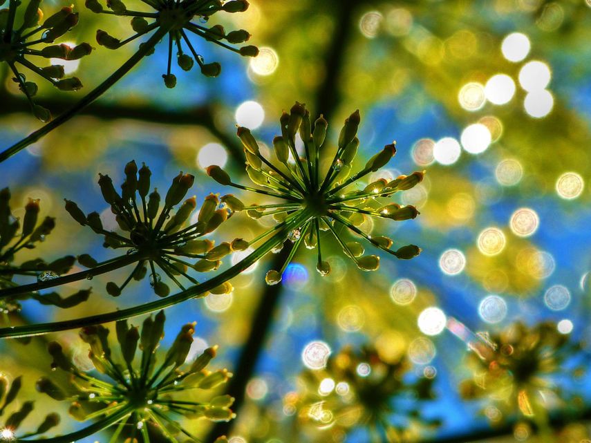 23 Images Displaying A Magical Characteristic of Optics that You Should ...