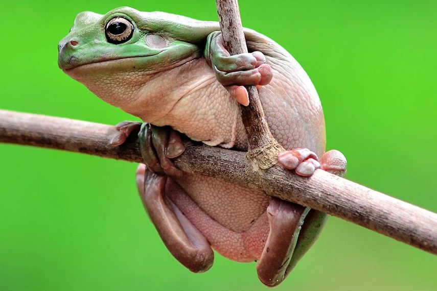 43 Cute Adorable Squishy Creatures