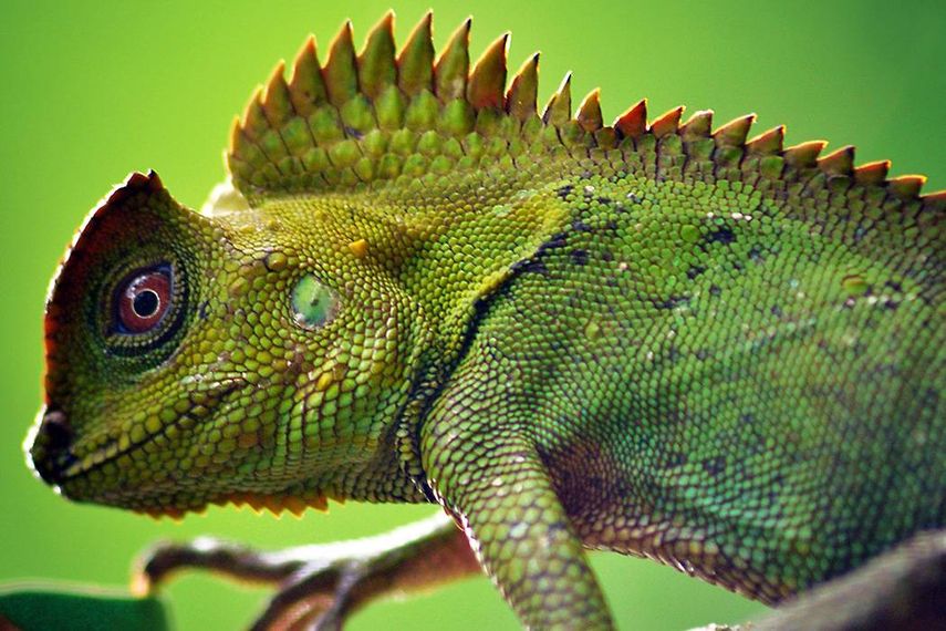 43 Cute Adorable Squishy Creatures