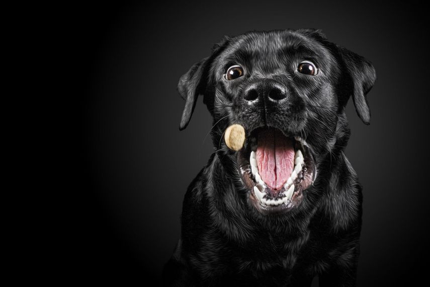 37 Precious Puppy Photos