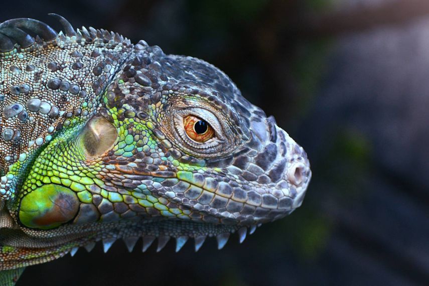 43 Cute Adorable Squishy Creatures