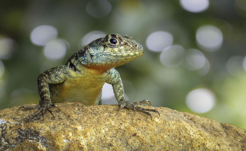 29 Images That Superbly Demonstrate the Beauty of Minimal Depth of Field