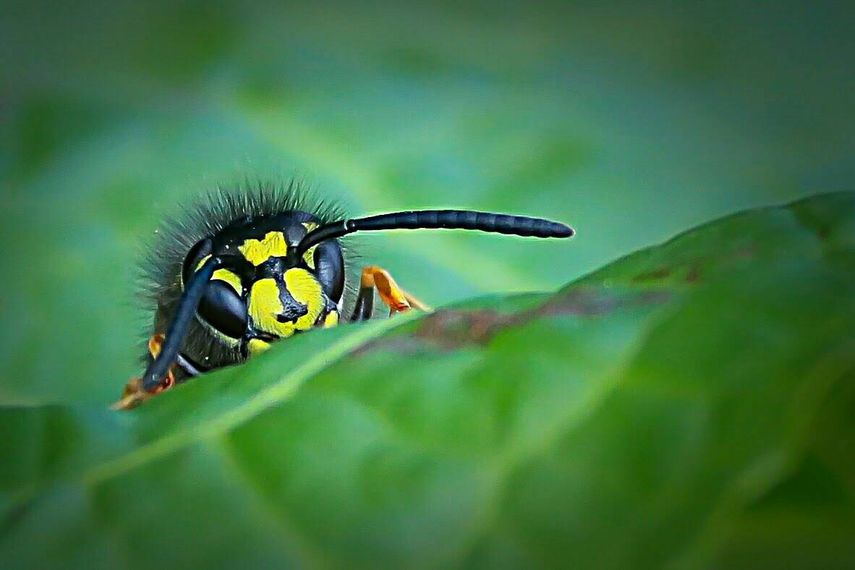 29 Images That Superbly Demonstrate the Beauty of Minimal Depth of Field