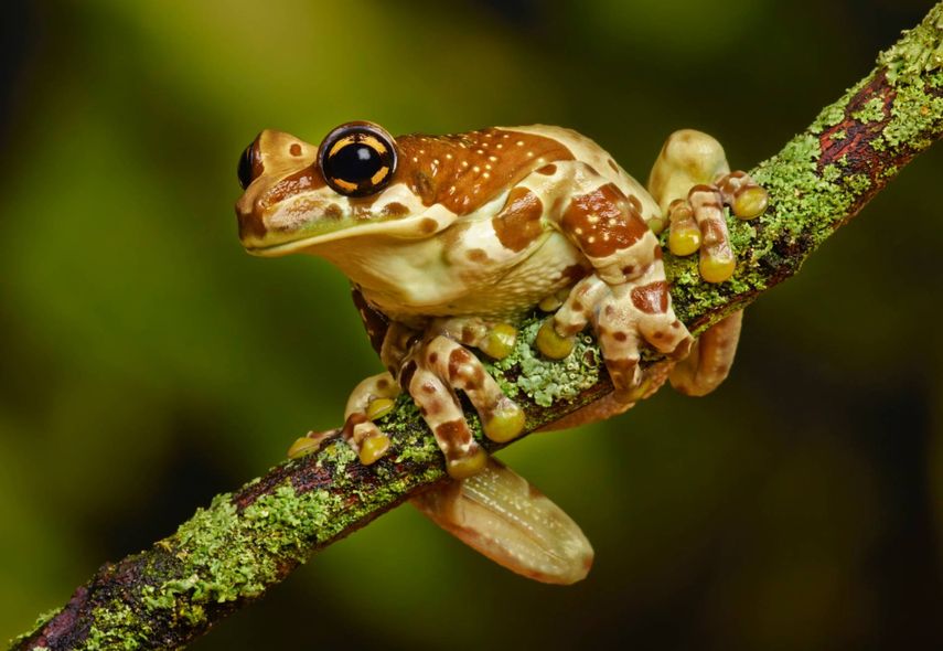 43 Cute Adorable Squishy Creatures