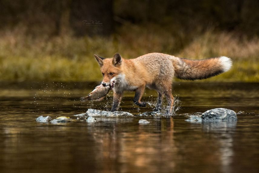 19 Fabulous Examples of a Focal Point