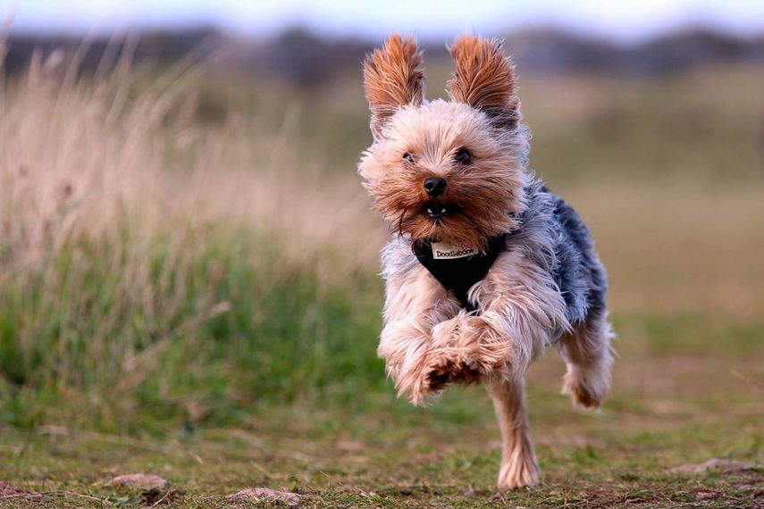 47 Furry Canine Foto Faves