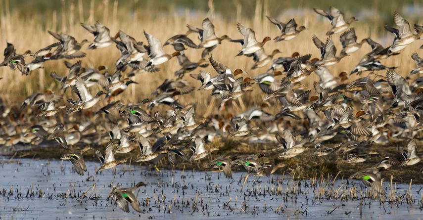 33 Photos That Show There Is Beauty In Overwhelming Numbers