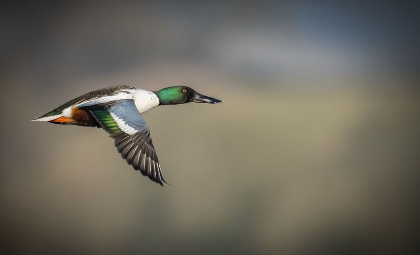 29 Images That Superbly Demonstrate the Beauty of Minimal Depth of Field