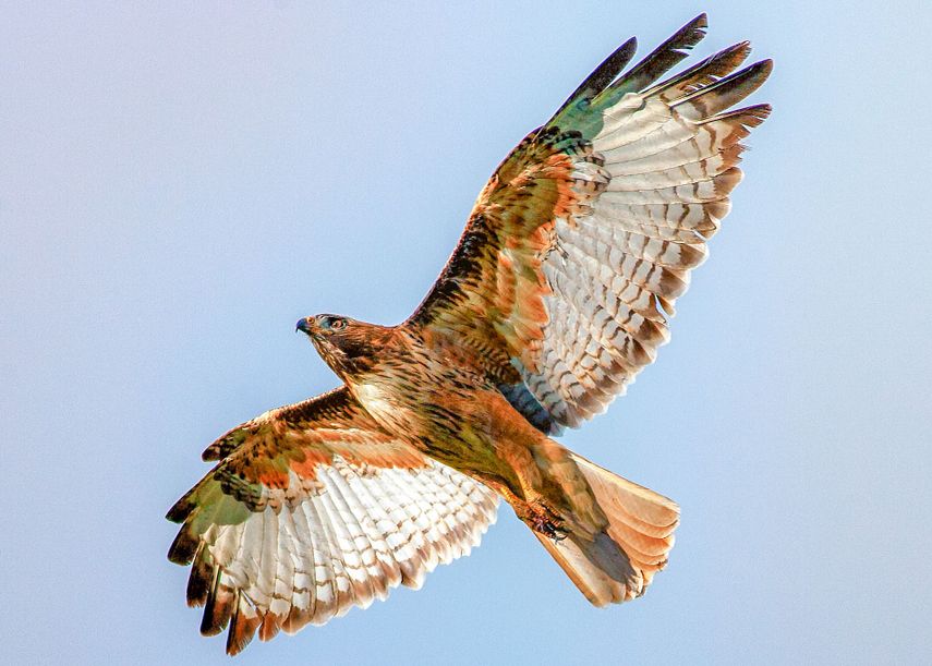 42 Amazing Birds in Feathery Flight, Wings Spread